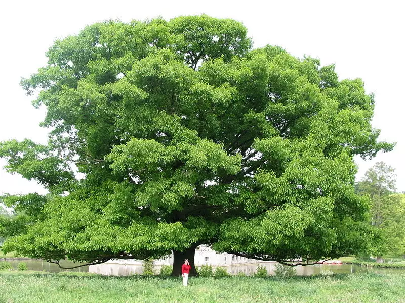 Quercus rubra - Deciduous,Hardwood,Shade Tree - Northern Red Oak