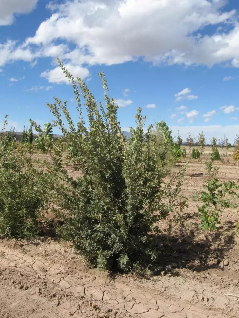 Quercus X undulata - Hardwood,Medicinal Herbs - Wavyleaf Oak