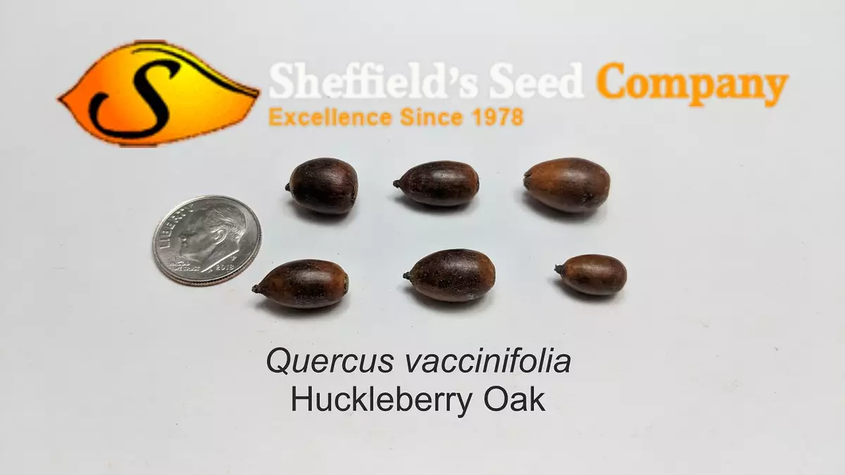 Quercus vacciniifolia - Common Bonsai,Hardwood - Huckleberry Oak