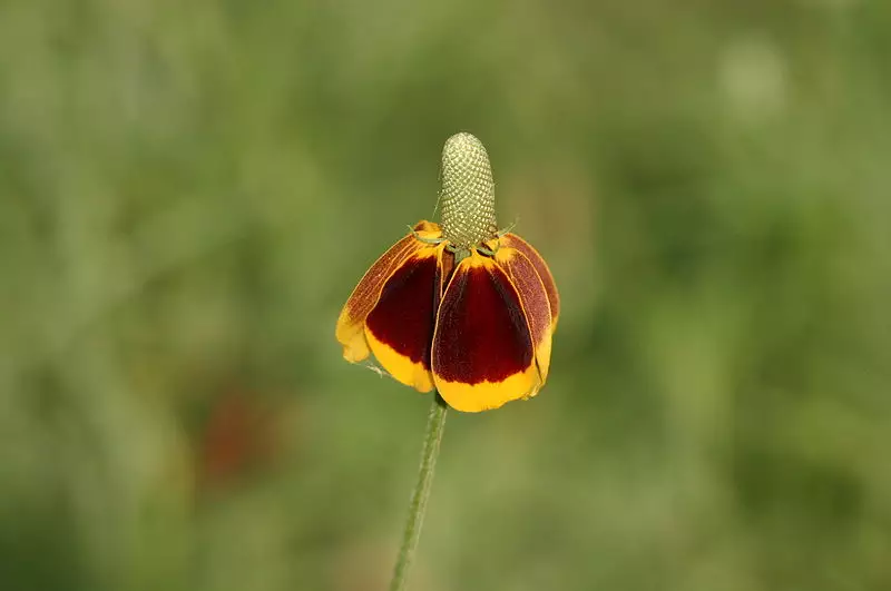 Ratibida columnifera - Flower,Perennial,Web page Navigation,Wildflowers ...