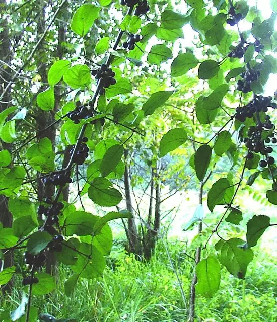 Sheffield's Seed Company