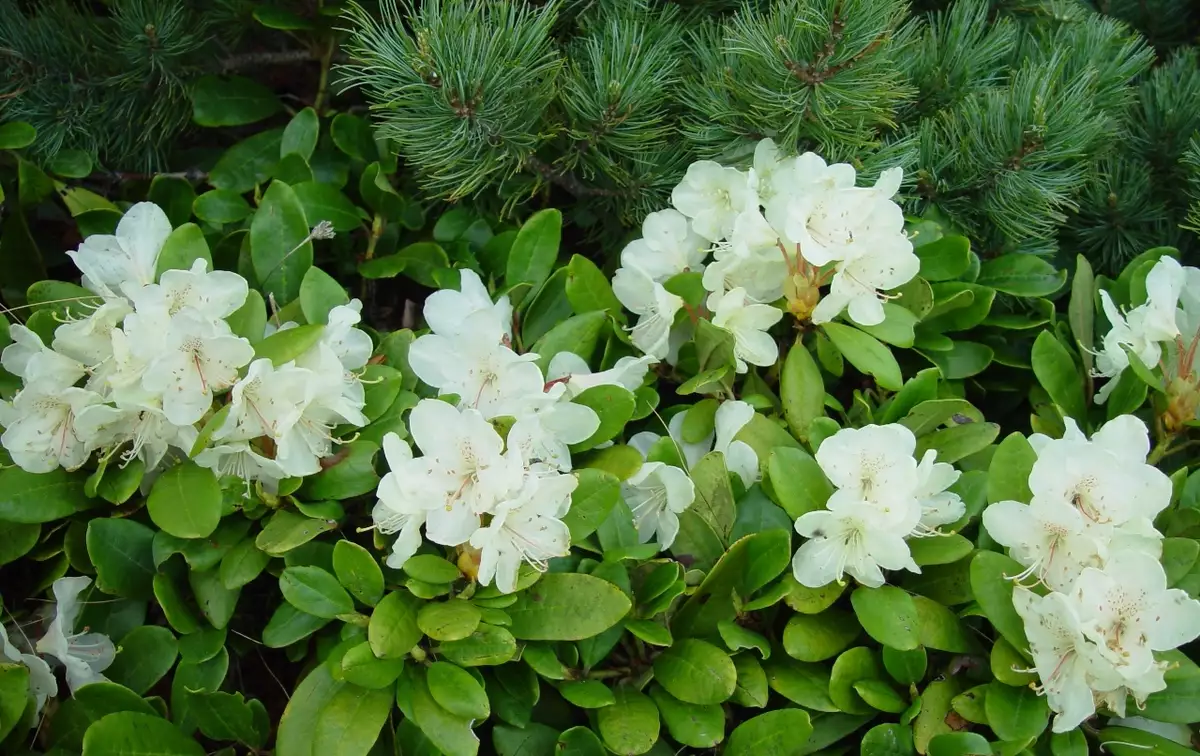 Rhododendron aureum - Shrub,Shrub and Vine Seeds,Web page Navigation ...