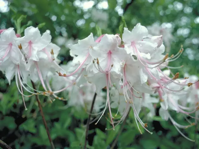 Rhododendron canescens - Shrub,Web page Navigation - Hoary Azalea ...