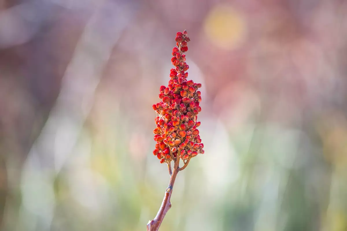 Rhus glabra - Deciduous,Ornamental Fruit - Smooth Sumac