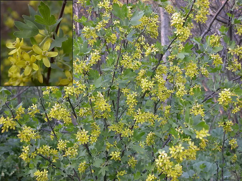 Ribes aureum - Shrub,Web page Navigation - Buffalo Currant, Clove ...