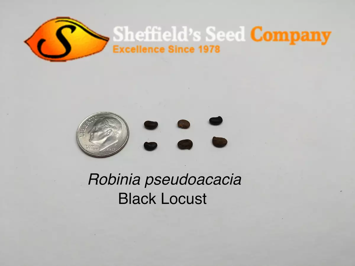 Robinia pseudoacacia - Deciduous,Flowering Tree,Hardwood,Medicinal ...