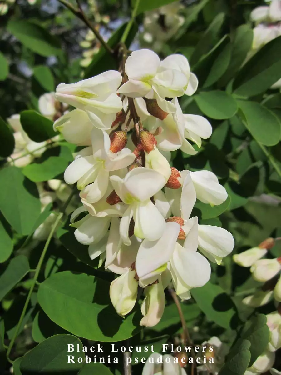 Robinia pseudoacacia - Deciduous,Flowering Tree,Hardwood,Medicinal ...