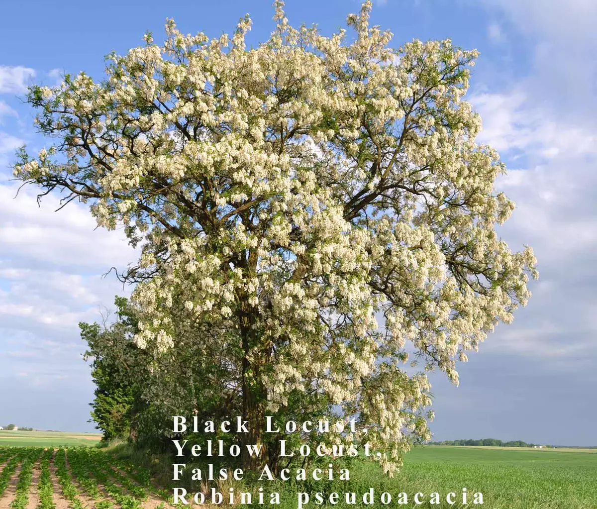 Robinia pseudoacacia - Deciduous,Flowering Tree,Hardwood,Medicinal ...