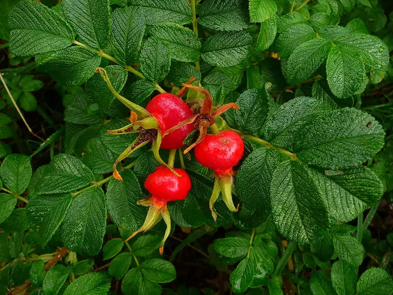 Rosa rugosa - Medicinal Herbs,Shrub,Shrub and Vine Seeds - Beach Tomato ...