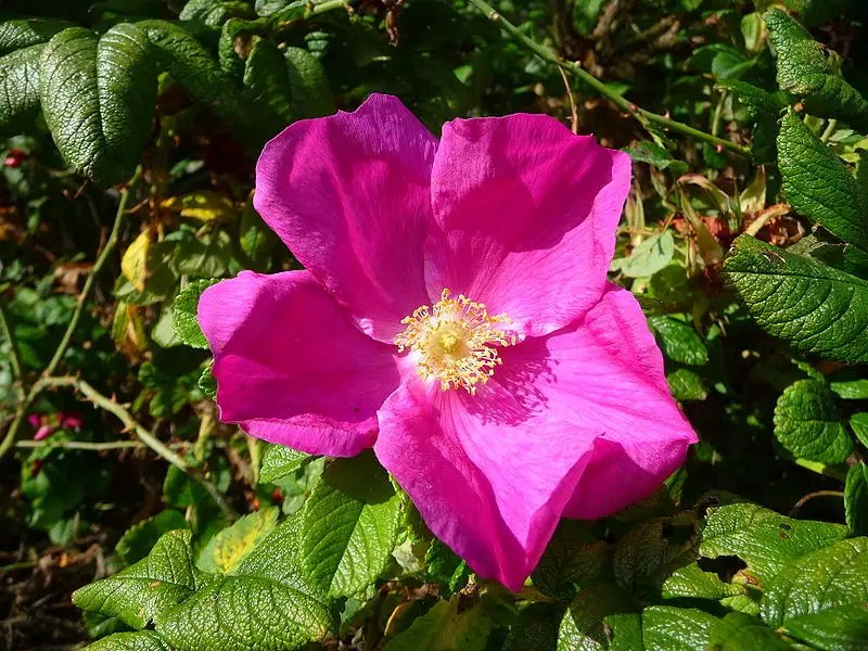 Rosa rugosa - Medicinal Herbs,Shrub,Shrub and Vine Seeds - Beach Tomato ...