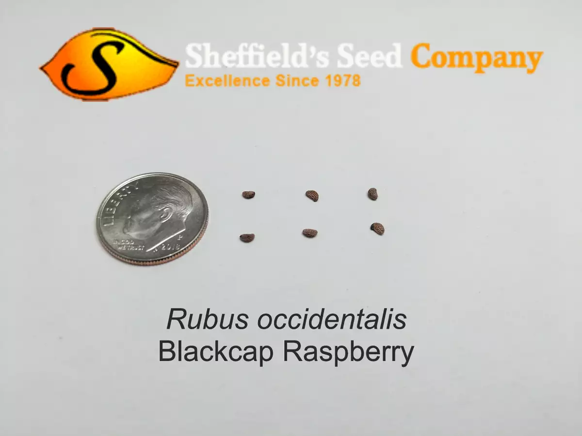 Sheffield's Seed Company