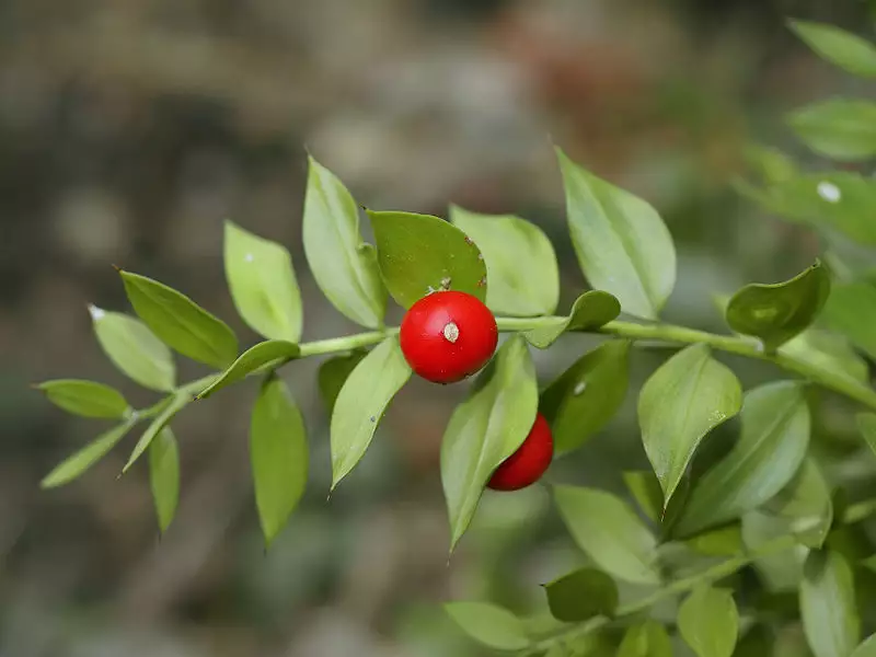 Sheffield's Seed Company