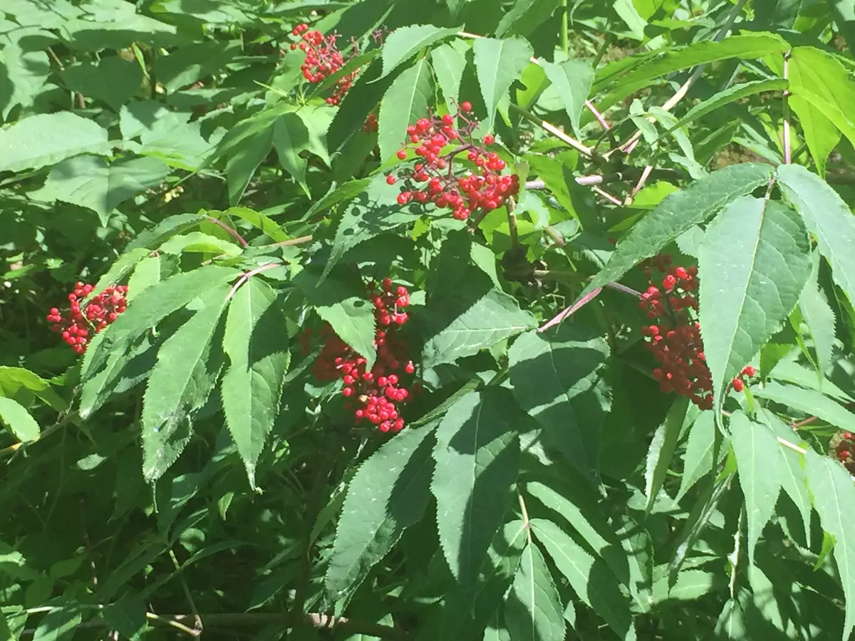 Sambucus pubens - Shrub - Red Elderberry, Scarlet Elderberry