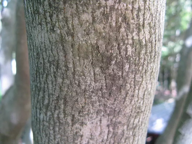 Sapium japonicum - Deciduous - Japanese Tallow Tree