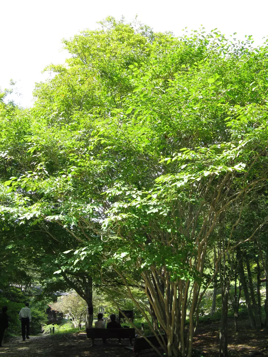 Sapium japonicum - Deciduous - Japanese Tallow Tree