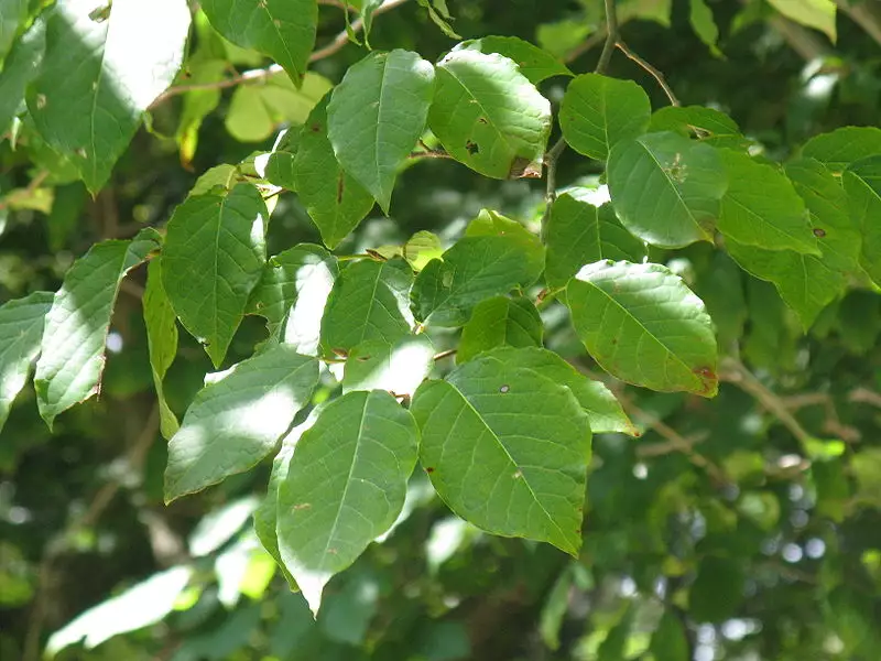 Sapium japonicum - Deciduous - Japanese Tallow Tree