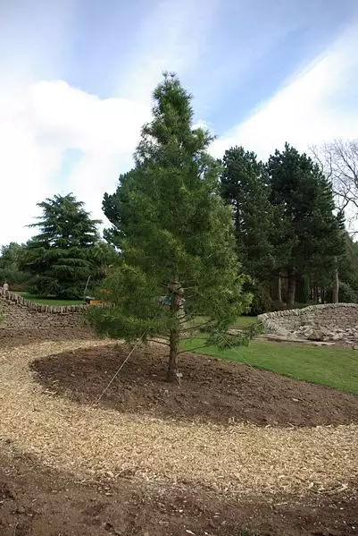Sciadopitys verticillata - Common Bonsai,Conifer - Japanese Umbrella ...