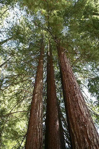 Sequoia sempervirens Extreme Collection - Conifer,Tree,Web page ...