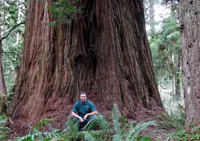 Sequoia sempervirens Extreme Collection - Conifer,Tree,Web page ...