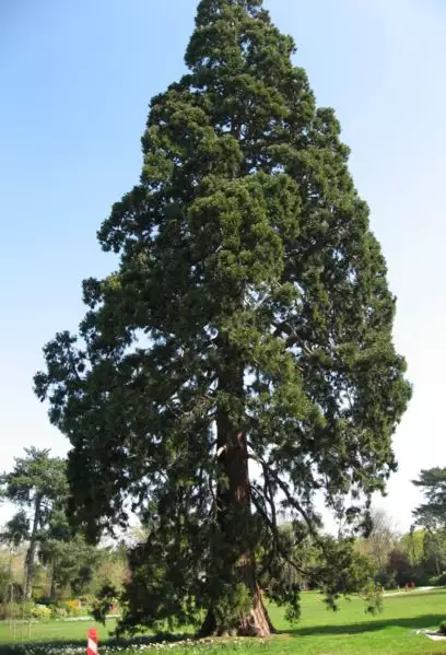 Sequoiadendron giganteum - Conifer - Bigtree, Giant Sequoia, Sierra ...