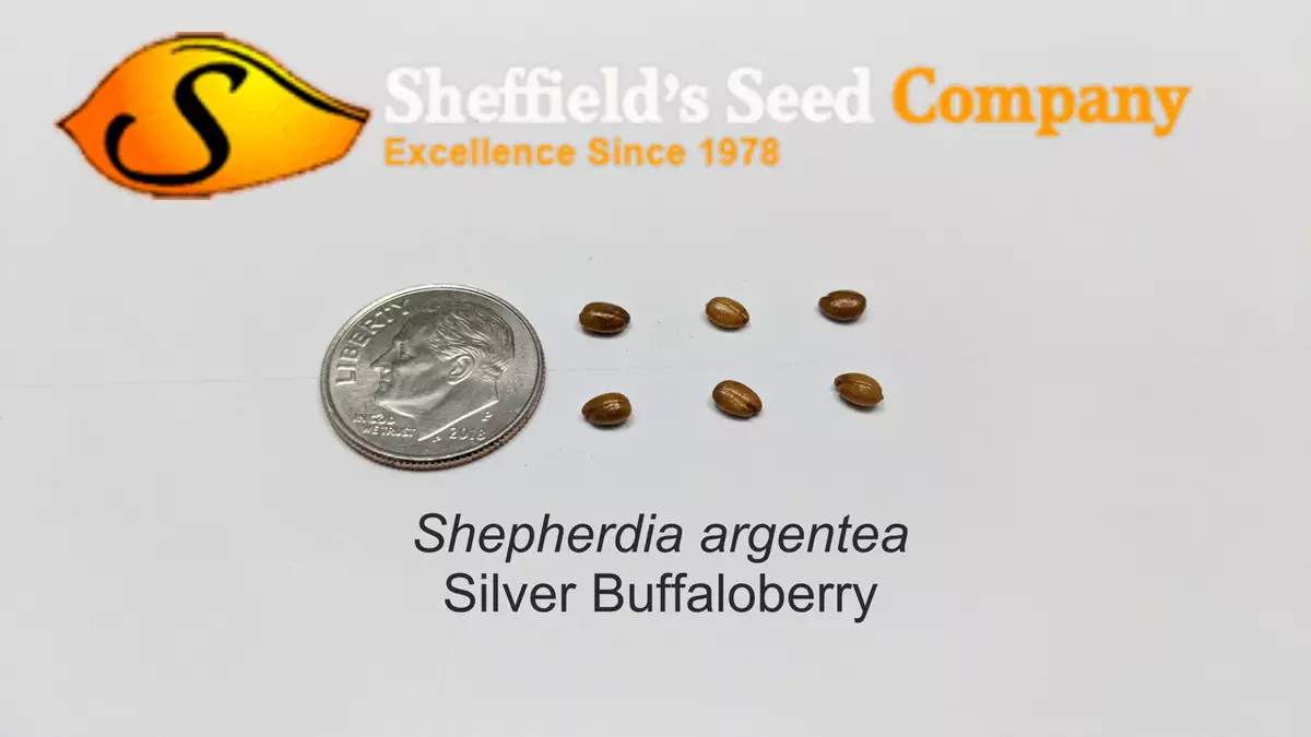 Shepherdia argentea - Shrub - Bull Berry, Bullberry, Silver ...