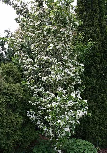 Sorbus alnifolia - Ornamental Fruit - Korean Mountain Ash