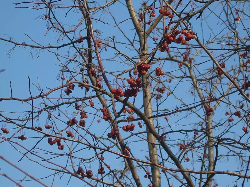 Sorbus alnifolia - Ornamental Fruit - Korean Mountain Ash