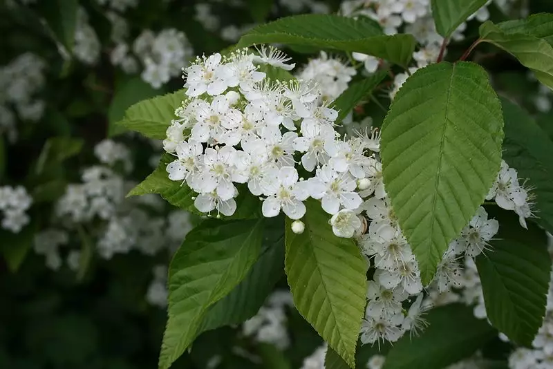 Sorbus alnifolia - Ornamental Fruit - Korean Mountain Ash