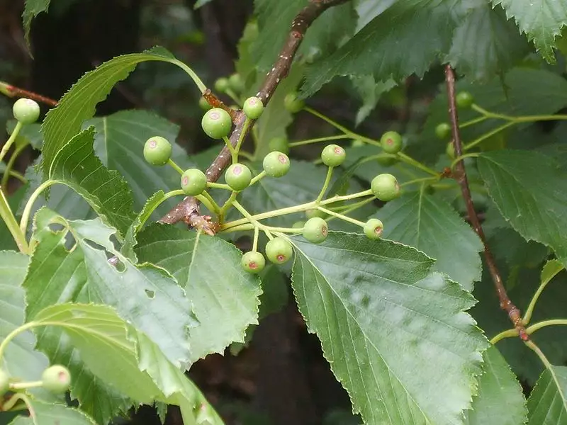 Sorbus alnifolia - Ornamental Fruit - Korean Mountain Ash