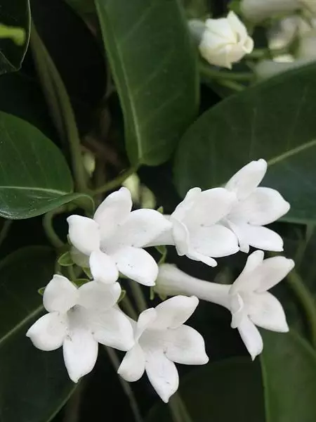 Stephanotis floribunda - Shrub and Vine Seeds,Vine,Web page Navigation ...