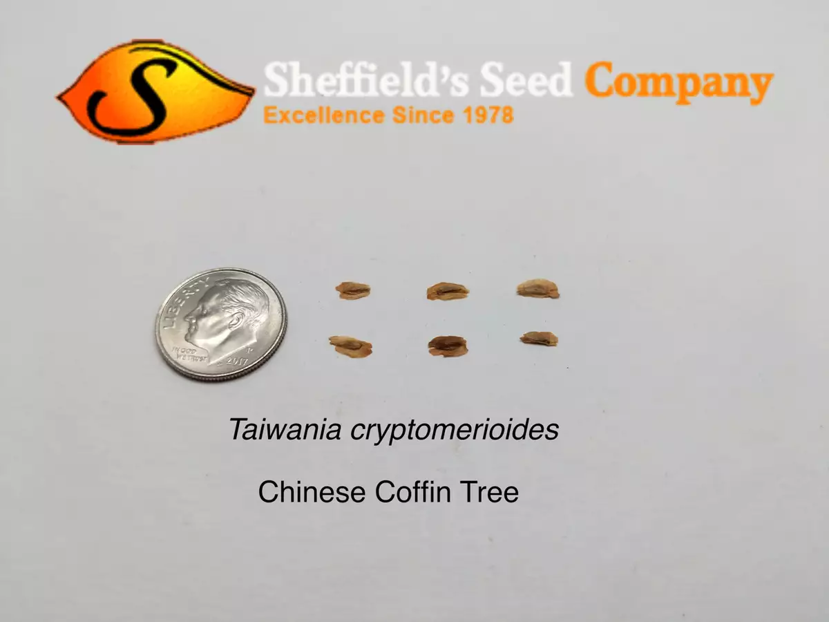 Taiwania cryptomerioides - Conifer,Tree,Web page Navigation - Chinese ...