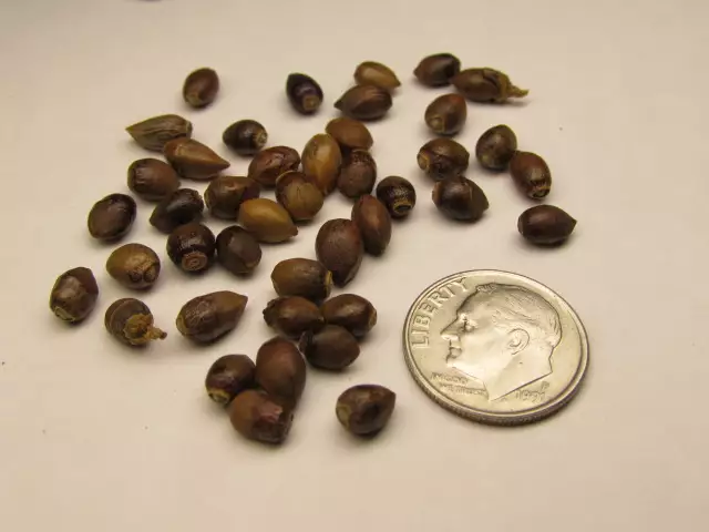 Sheffield's Seed Company