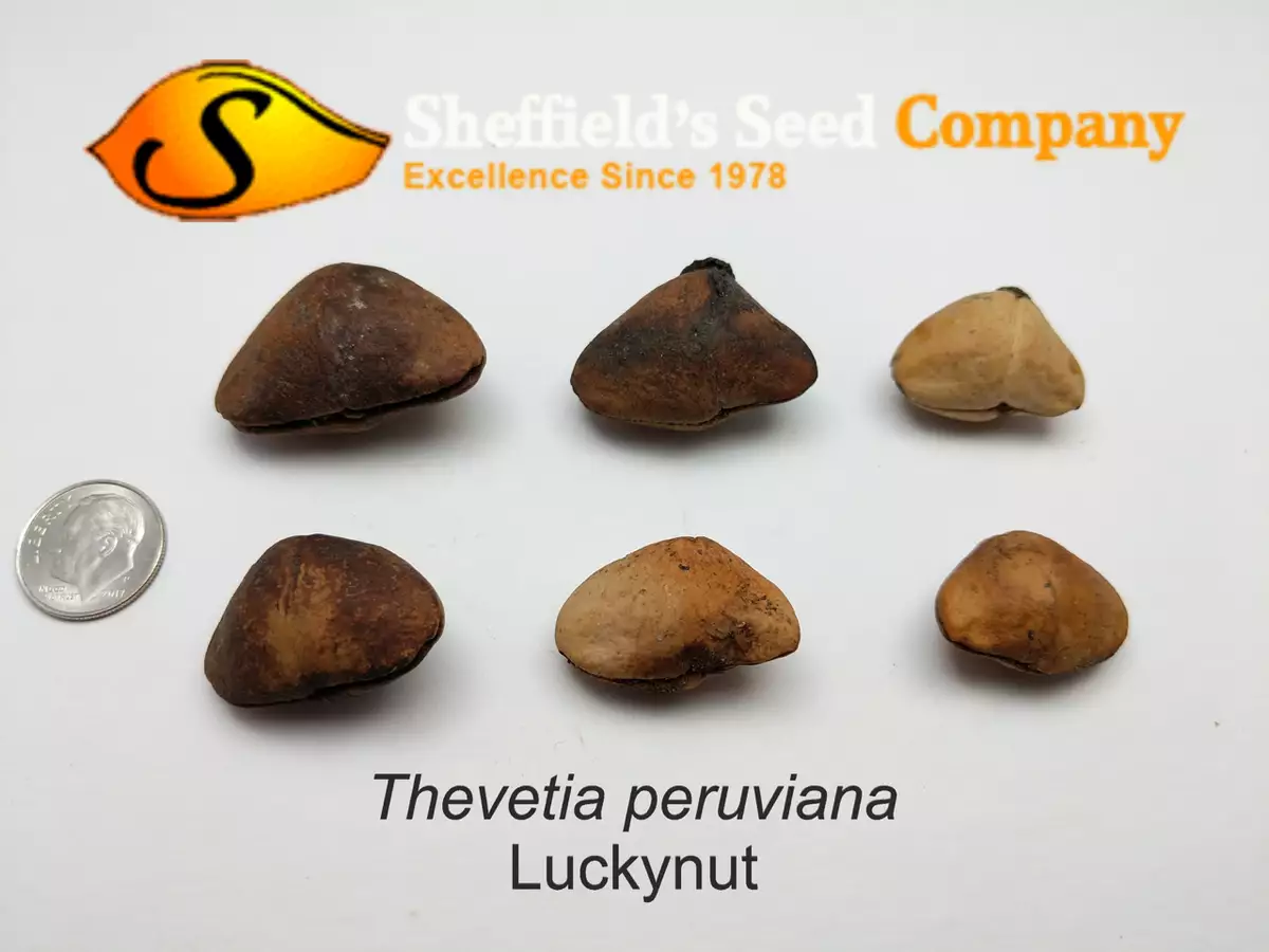 Thevetia Peruviana Seeds