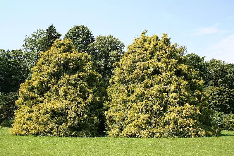 Thuja occidentalis - Common Bonsai,Conifer,Evergreen Leaves - American ...