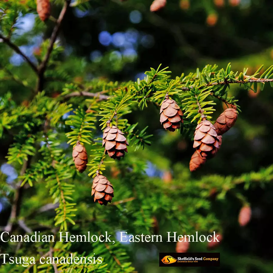 Tsuga canadensis Northern - Common Bonsai,Conifer,Evergreen Leaves ...