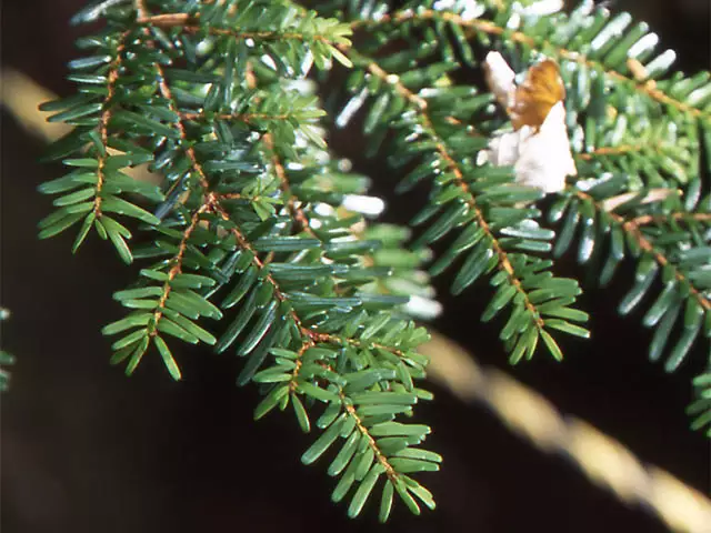Tsuga diversifolia - Common Bonsai,Conifer - Northern Japanese Hemlock