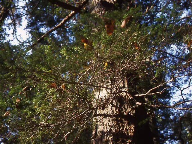 Tsuga diversifolia - Common Bonsai,Conifer - Northern Japanese Hemlock