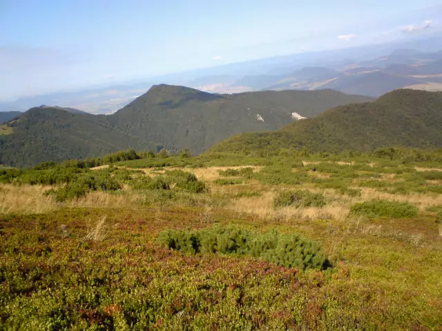 Vaccinium myrtillus - Medicinal Herbs,Shrub - Bilberry, Blackhearts ...