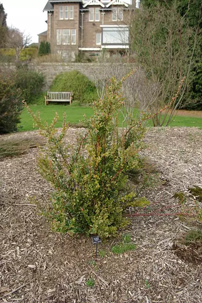 Vaccinium ovatum - Shrub - California Huckleberry, Evergreen Huckleberry