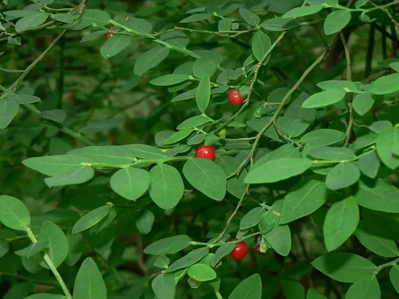 Vaccinium parvifolium - Medicinal Herbs,Shrub,Web page Navigation - Red ...