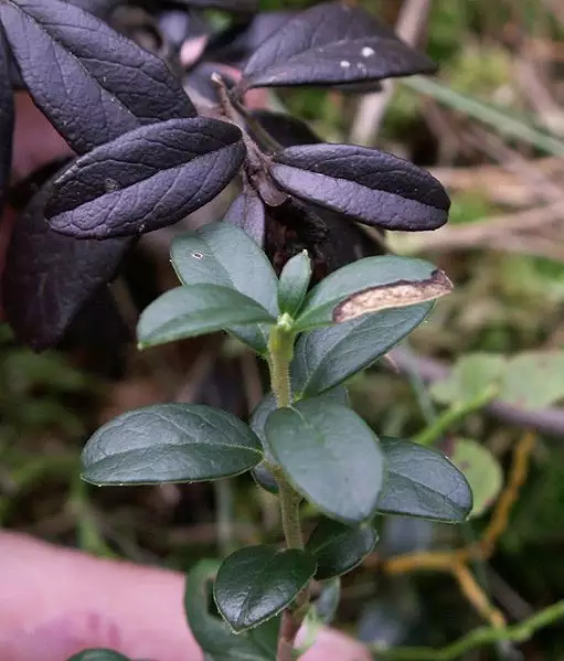 Vaccinium vitis-idaea - Shrub - Cowberry, Foxberry, Lingonberry ...