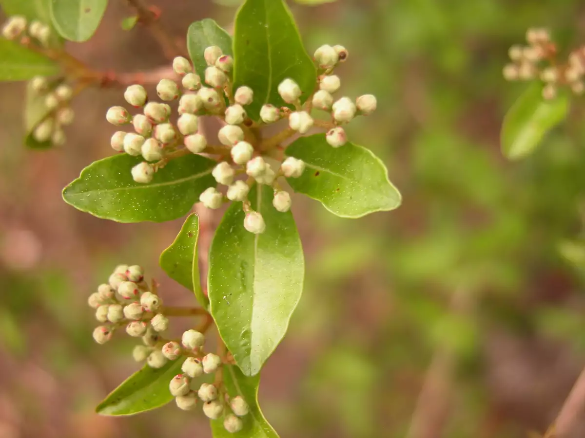 Sheffield's Seed Company