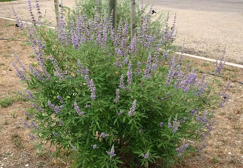 Vitex agnus-castus - Medicinal Herbs,Shrub - Lilac Chastetree, Monks ...