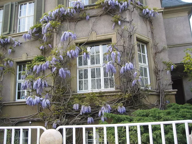 Wisteria sinensis - Common Bonsai,Shrub and Vine Seeds,Vine - Chinese ...