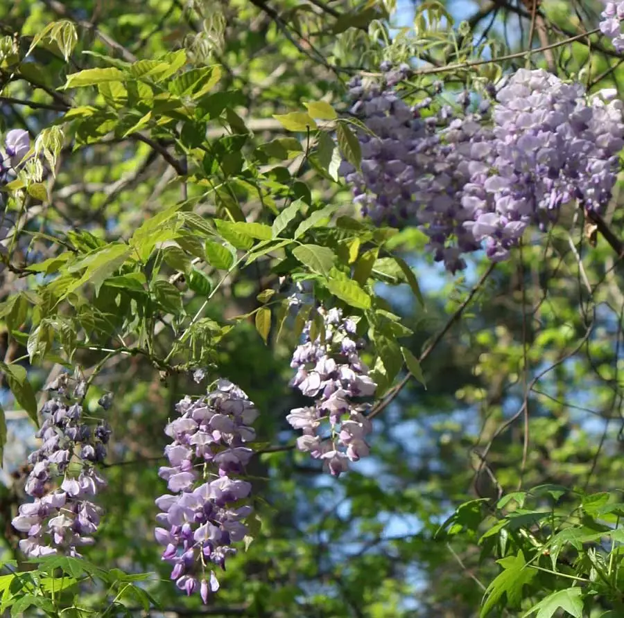 Wisteria sinensis - Common Bonsai,Shrub and Vine Seeds,Vine - Chinese ...