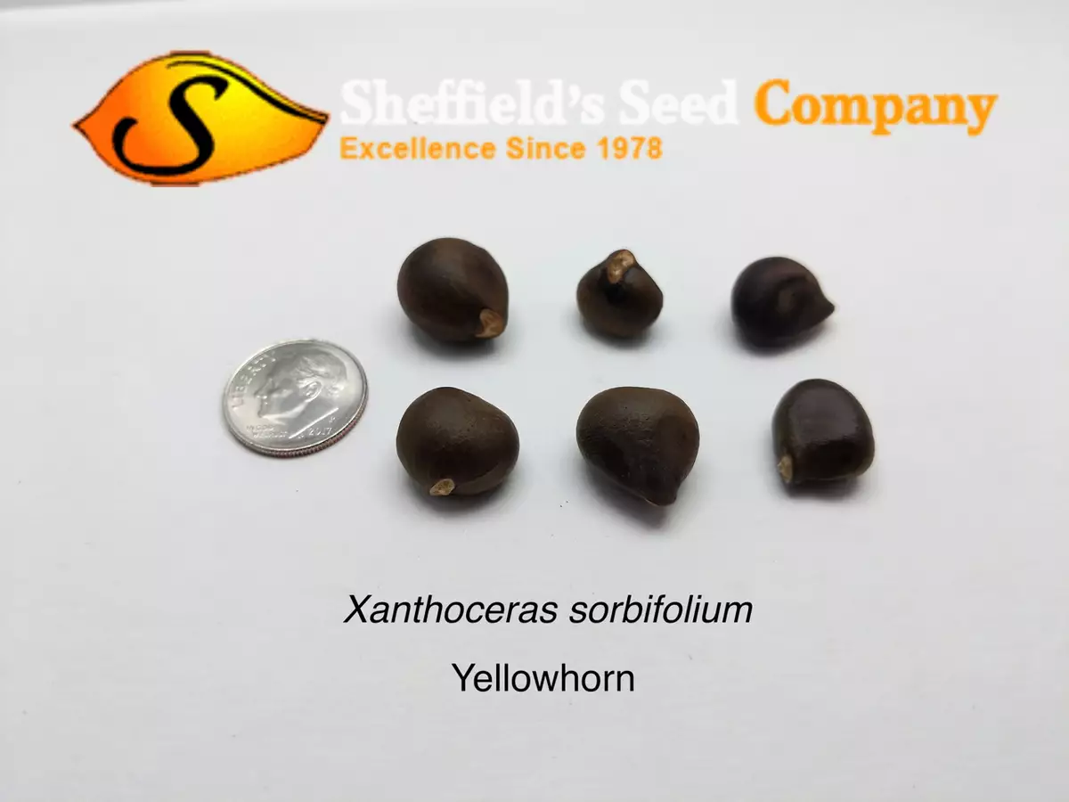 Xanthoceras sorbifolium - Shrub - Yellowhorn