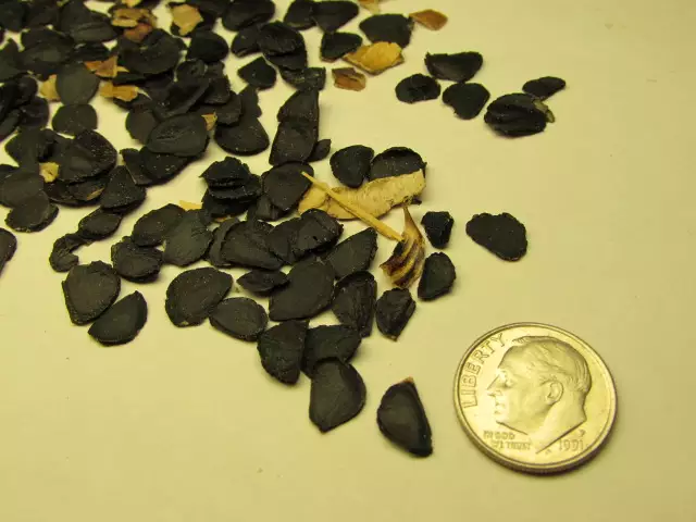 Yucca elata - Perennial - Palmella, Soap Tree, Soaptree Yucca, Soapweed