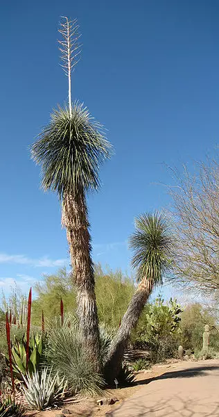 Yucca elata - Perennial - Palmella, Soap Tree, Soaptree Yucca, Soapweed