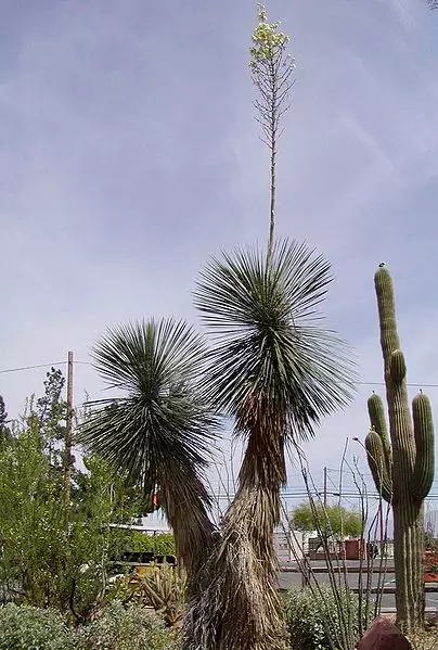 Yucca elata - Perennial - Palmella, Soap Tree, Soaptree Yucca, Soapweed