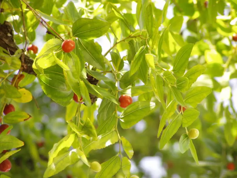 Ziziphus jujuba var. spinosa - Edible Fruit/Nuts,Fruits,Medicinal Herbs ...